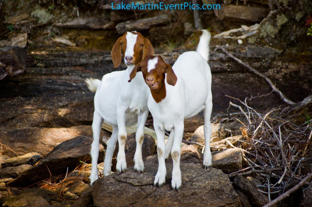 Photo: Goat Island